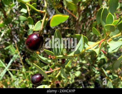 Cape Sumach (Colpoon compressum) Verlorenhoek Stock Photo - Alamy