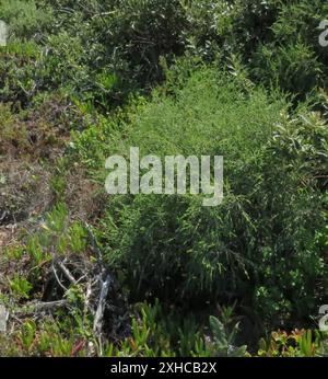 Beach Gonna (Passerina rigida) Coney Glen Stock Photo - Alamy