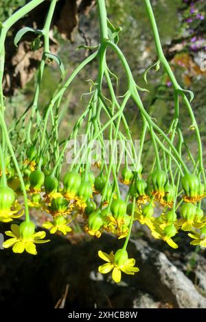 Poorflower Babooncabbage (Othonna parviflora) Krom River Hike Stock ...