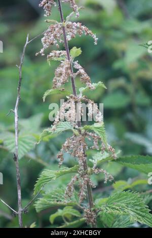 American stinging nettle (Urtica gracilis gracilis) Plantae Stock Photo ...