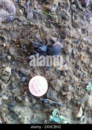 False Tarantula (Calisoga longitarsis) 200 Sarah Dr, Corte Madera, CA ...