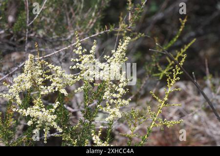 chamise (Adenostoma fasciculatum) Calistoga, California, United States ...