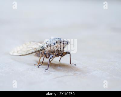 Cicada on the floor Stock Photo - Alamy