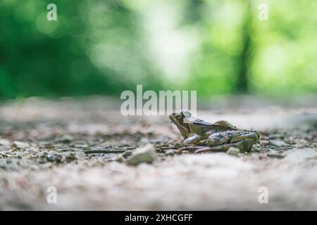 Close up of a frog on a stony floor in the forest Stock Photo - Alamy