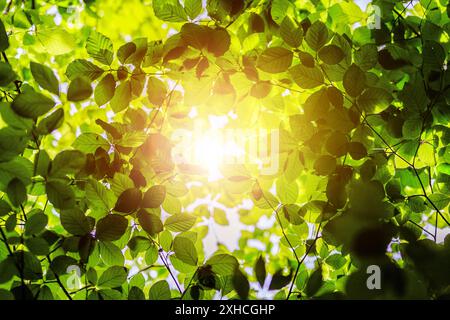 Bottom view of impressive spruce trees in the forest. Spring time Stock ...