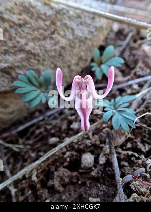 longhorn steer's-head (Dicentra uniflora Stock Photo - Alamy