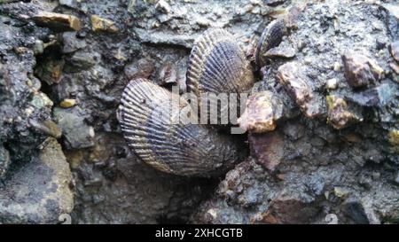 Atlantic Ribbed Mussel (Geukensia demissa Stock Photo - Alamy