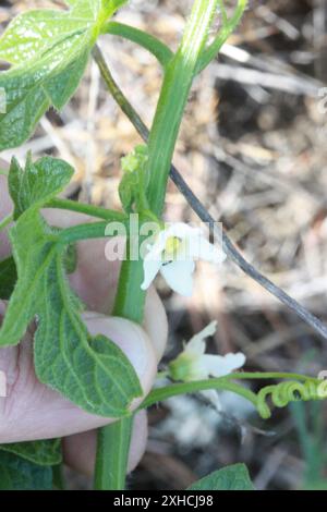 coastal manroot (Marah oregana) san bruno mountain Stock Photo - Alamy