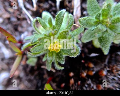 Opposite-leaved Tarweed (Hemizonella minima) Point Mariah Stock Photo ...