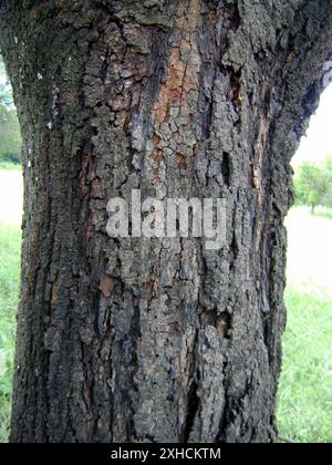 Sweet Thorn (Vachellia karroo) Roodeplaat Farm (ARC), NE of Pretoria ...