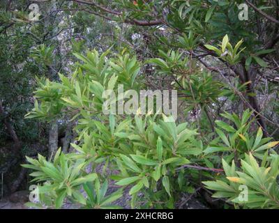 Wild Almond (Brabejum stellatifolium) Steenboksberg off Bainskloof in ...