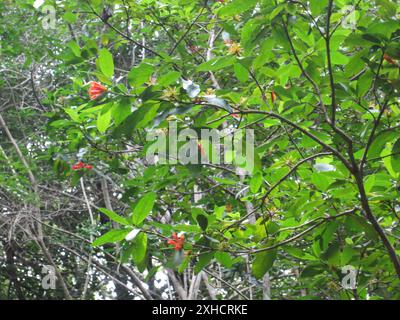 Wild Pomegranate (Burchellia bubalina) Strawberry Hill Fern Trail: On ...