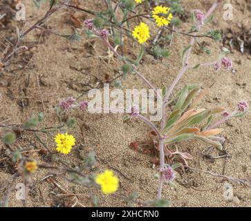 San Francisco lessingia (Lessingia germanorum) California, US Stock ...