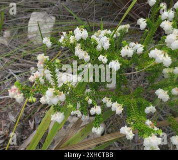 Stunning Heath (Erica formosa) Kranshoek at start of cliff path Stock ...