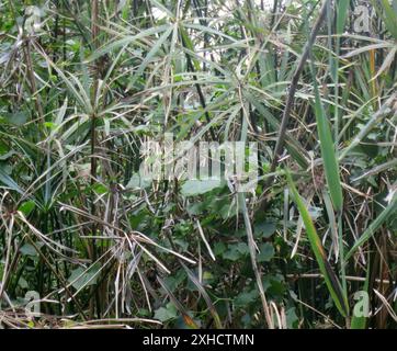 Mat Sedge (Cyperus textilis) Duiwe River on the Island Lake Wilderness ...