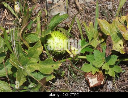 coastal manroot (Marah oregana) Daly City, California, United States ...