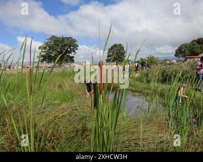 Cape Bulrush (Typha capensis) Glenwood House Wetland Stock Photo - Alamy