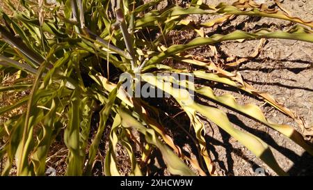 wavy-leafed soap plant (Chlorogalum pomeridianum Stock Photo - Alamy