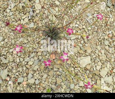 Cape Pink (Dianthus bolusii) Swartberg Reserve: On the Bothashoek jeep ...