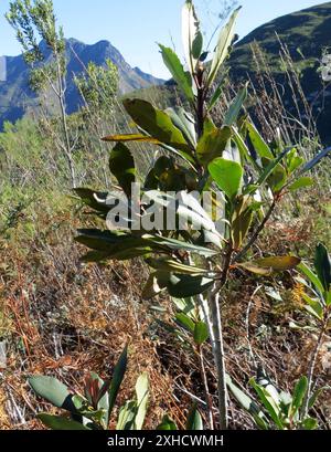 Cape beech (Rapanea melanophloeos) Cradock Pass in the Outeniquas below ...
