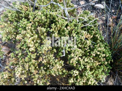 Woolly Buchu (Agathosma sp13 (lanata Stock Photo - Alamy