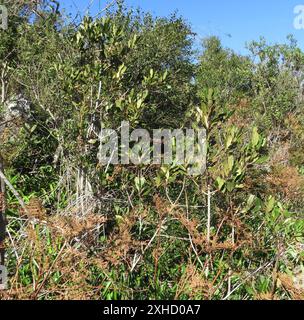 Cape beech (Rapanea melanophloeos) Cradock Pass in the Outeniquas below ...