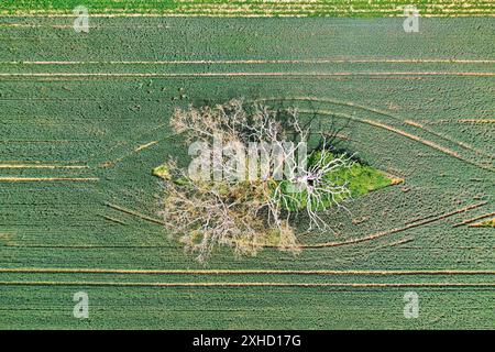 Dead tree from above Stock Photo - Alamy