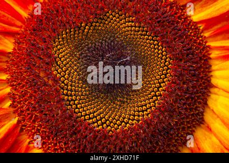 Macro shot of a giant sunflower showing ray and disk florets. Shot in ...