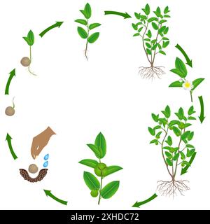 Cycle of growth of green tea (camellia sinensis) plant on a white ...