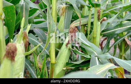 cornfield of ripe organic maize plantation in the vegetable garden ...