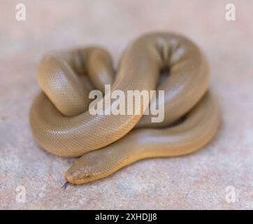 Northern Rubber Boa Snake curled up showing the 'rubbery' wrinkles ...