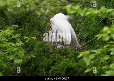 Great egret tending her nest with newly hatched babies at the Ocean ...