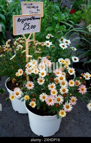 Market for sale plant in pots, stock photo Stock Photo - Alamy