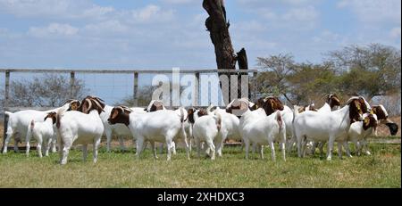 A group of great Boer goats grazing on the farm's green pastures Stock ...