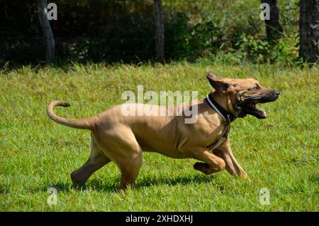 Beautiful golden Fila Brasileiro (Brazilian Mastiff) puppy running. pet ...