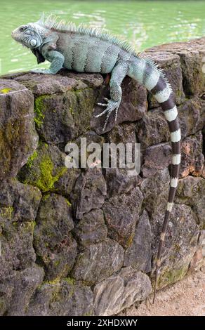 The green iguana is also known as a large arboreal lizard of the iguana ...