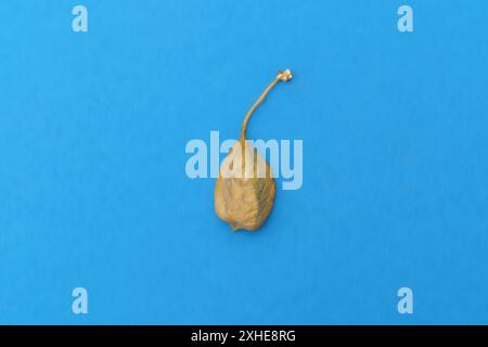 Dried bladderpod seed pod with seeds. Peritoma arborea. Cleomella ...