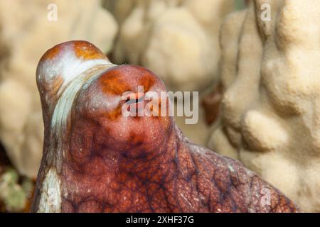Egypt, Dahab, Common Octopus (Octopus vulgaris Stock Photo - Alamy