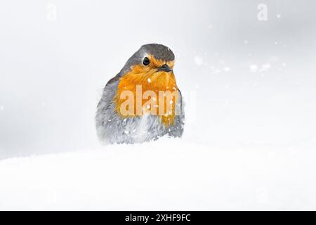 Robin returned from migration for summer but winter was still waiting ...