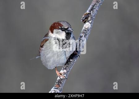 Curious eurasian tree sparrow, passer montanus, hanging on haulm in the ...