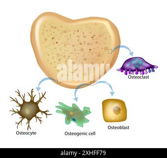 Blood cells Formation ( bone marrow produce blood cells series ...