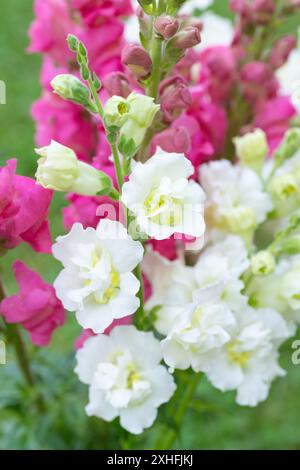 Beautiful white madame butterfly and vibrant pink snapdragons. Snaps ...