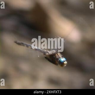 Beaverpond Baskettail (Epitheca canis Stock Photo - Alamy