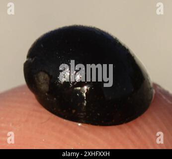 Hawaiian Black Nerite (Nerita picea) Mollusca Stock Photo - Alamy