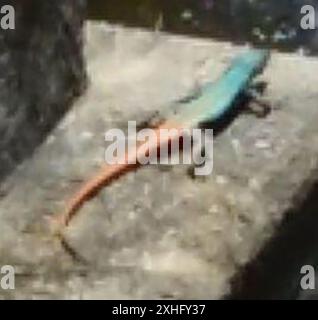 Wilhelm's Flat Lizard (Platysaurus intermedius wilhelmi) Reptilia Stock ...