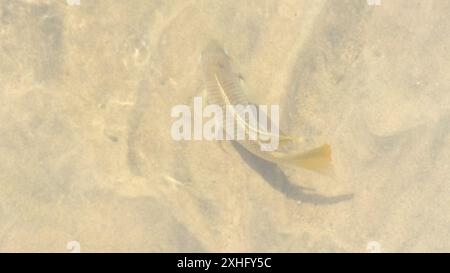 Redbreast Tilapia (Coptodon rendalli Stock Photo - Alamy
