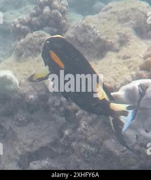 Orangeblotch Surgeonfish (Acanthurus olivaceus Stock Photo - Alamy