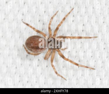 Grey House Spider (Badumna longinqua) Arachnida Stock Photo - Alamy