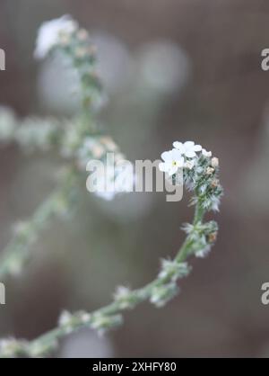 flaccid cryptantha (Cryptantha flaccida Stock Photo - Alamy