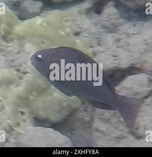 Star-eye Parrotfish (Calotomus carolinus) Actinopterygii Stock Photo ...